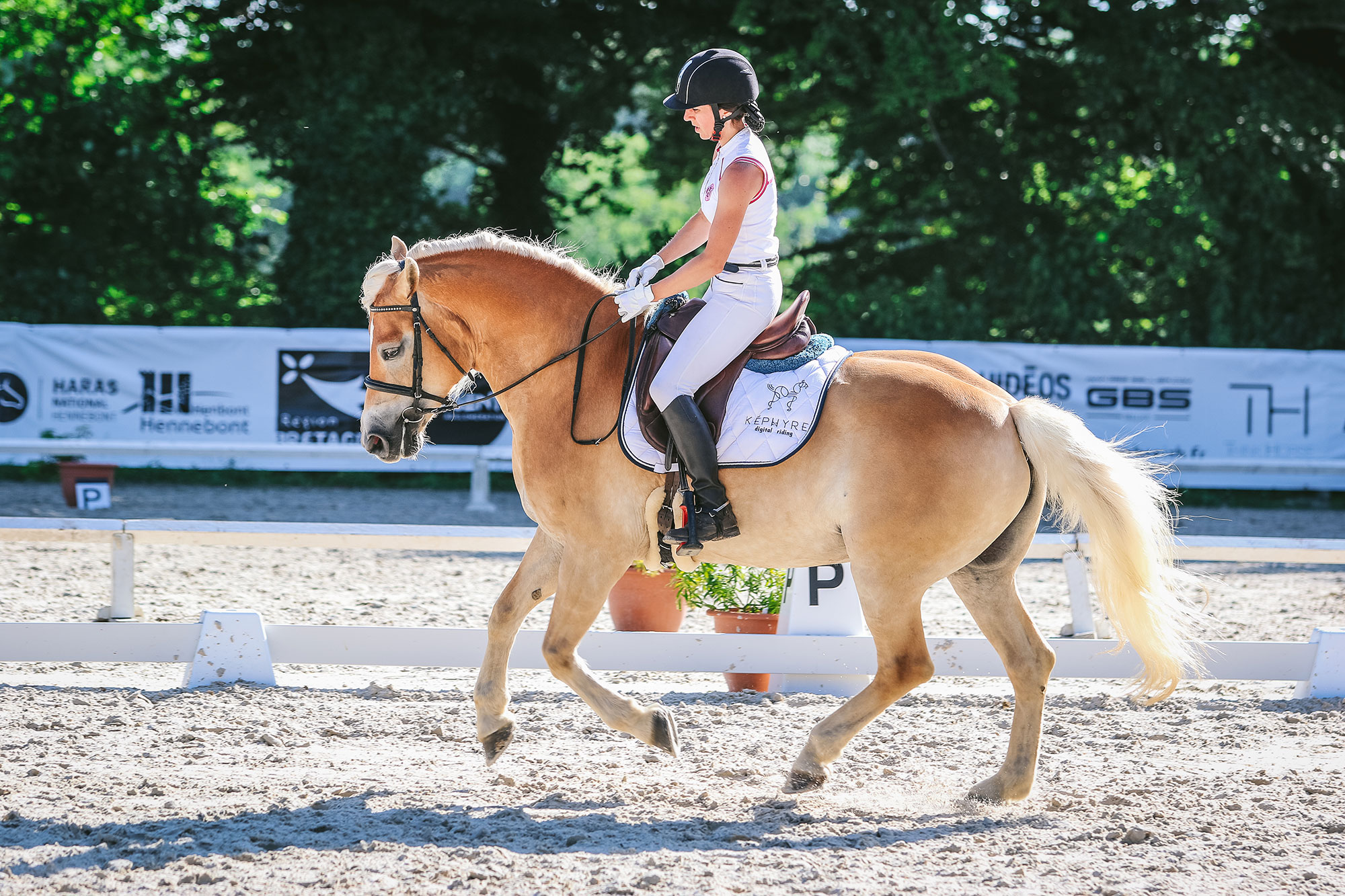 Standard – Association Française du Haflinger