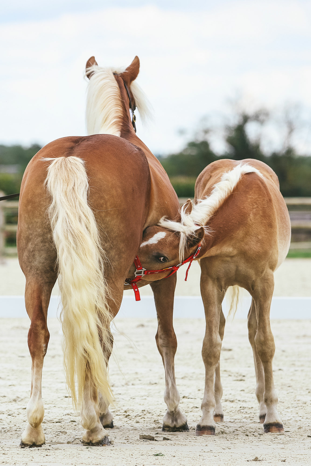 Standard de la race Haflinger