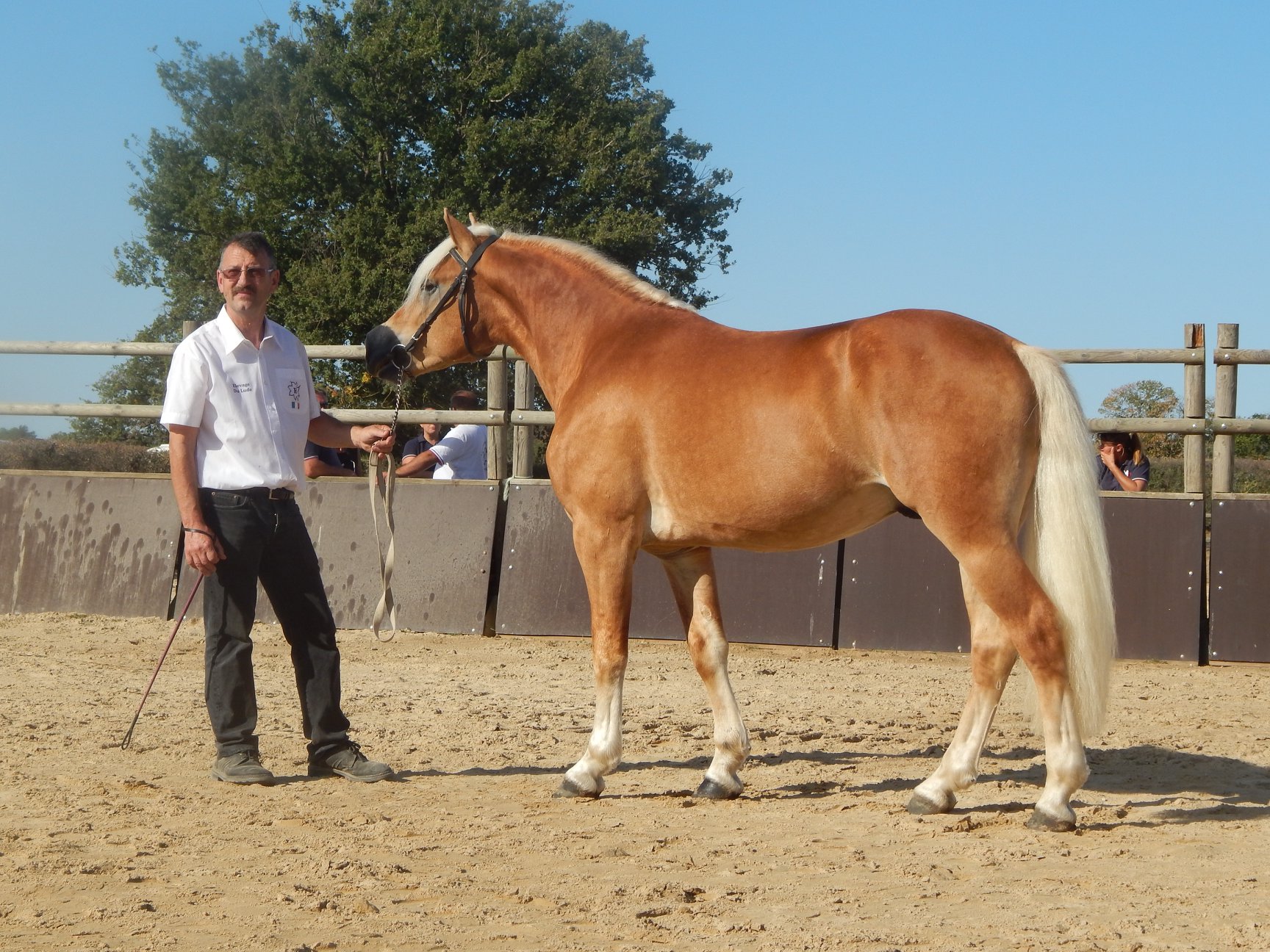 HOLLY WOOD – Association Française du Haflinger