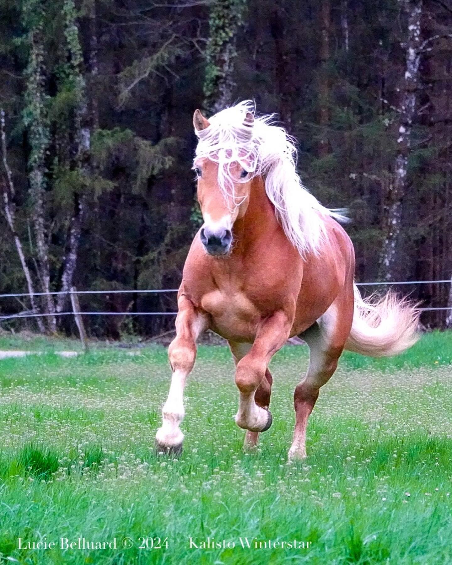 KALISTO WINTERSTAR – Association Française du Haflinger